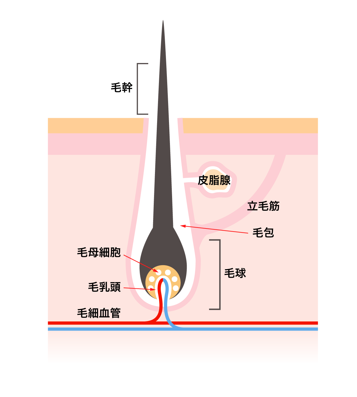 【医師監修】女性の薄毛「FAGA」「FPHL」とは？原因や治療法を解説します | 女性の薄毛・AGA治療ならリアス銀座クリニック